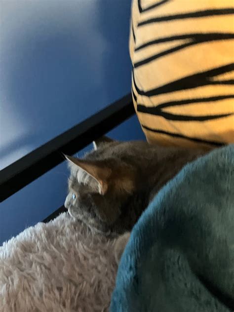 Pixie By Lionfang778 On Deviantart