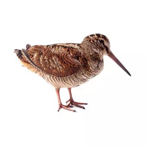 Bécasse Des Bois S Rusticola Tout Savoir Sur Cet Oiseau