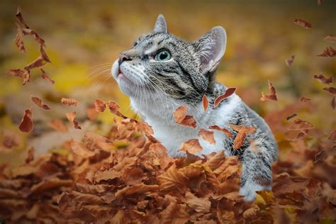 Cat Behavior Hi Love Cats