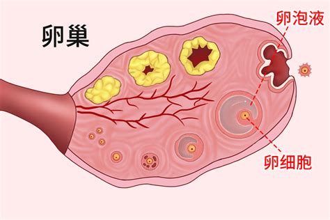 卵泡液是什么样子的图片 39健康网