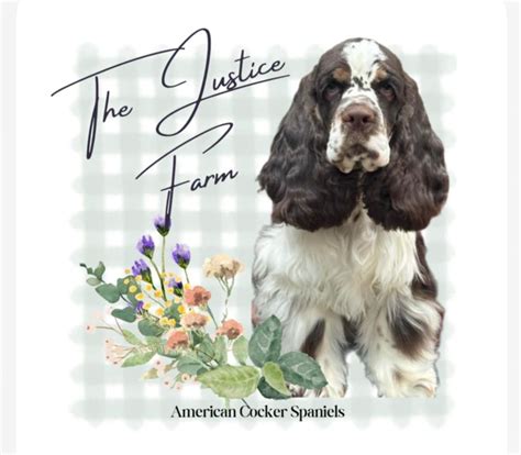 Cocker Spaniel Puppies For Sale In Virginia