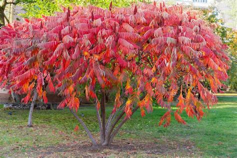 Best Companion Plants For Tiger Eye Sumac Sipelit