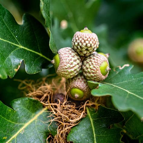 Shumard Oak Tree Quercus Shumardii Beautiful Shade Tree For Your