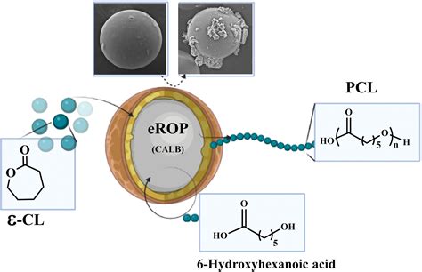 An Evaluation Of The Effect Of Reaction Conditions In The Enzymatically Catalyzed Synthesis Of