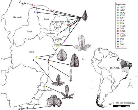 Geographic Distribution And Relative Variation On Leaf Morphology Of