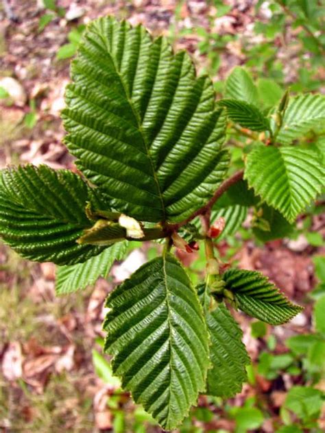 Red Alder Seed