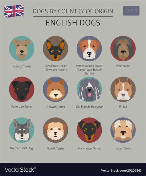 Dogs By Country Of Origin English Dog Breeds Vector Image