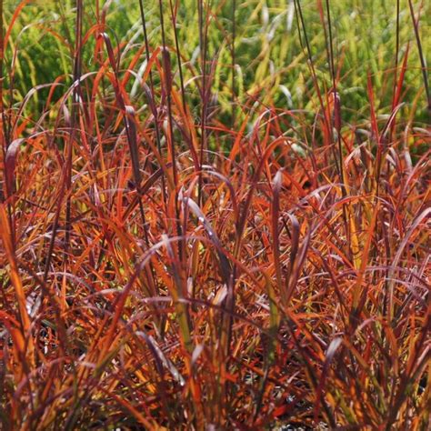 Rain Dance Big Bluestem Grass Plant Addicts