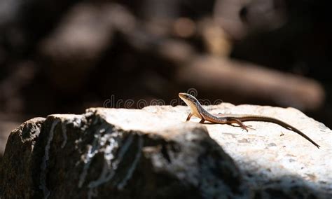Skink Or Mabuya Multifasciata Lizard At The Jungle Of Goa India