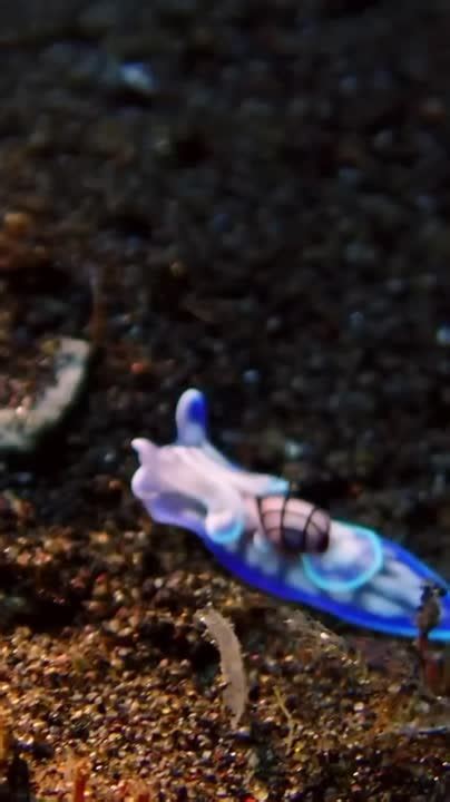 Looks Like Something From A Disney Cartoon Assume Footage Has Been Daniel Fairweather