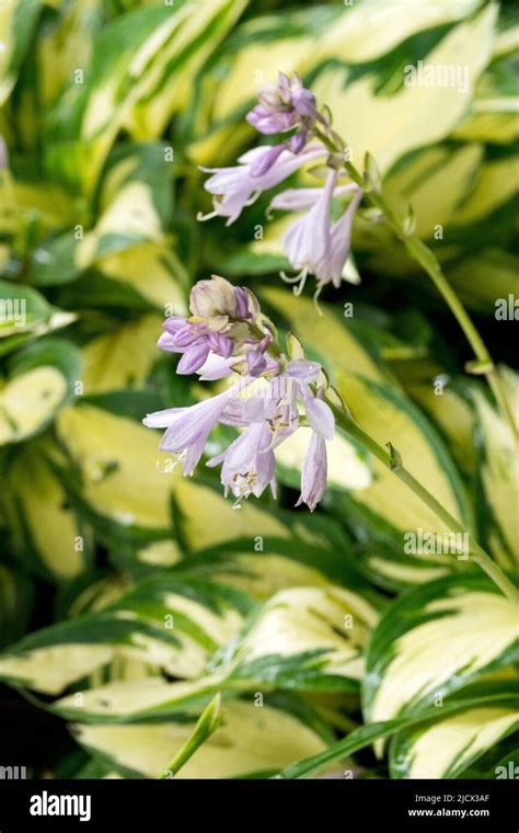 Hosta Moonstruck Flowering Hostas Plantain Lily Blue Flower