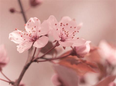 Light Pink Flower Wallpapers Wallpaper Cave