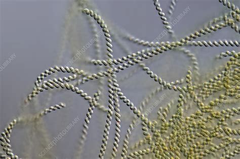 Spirulina Meneghiniana Cyanobacteria Light Micrograph Stock Image