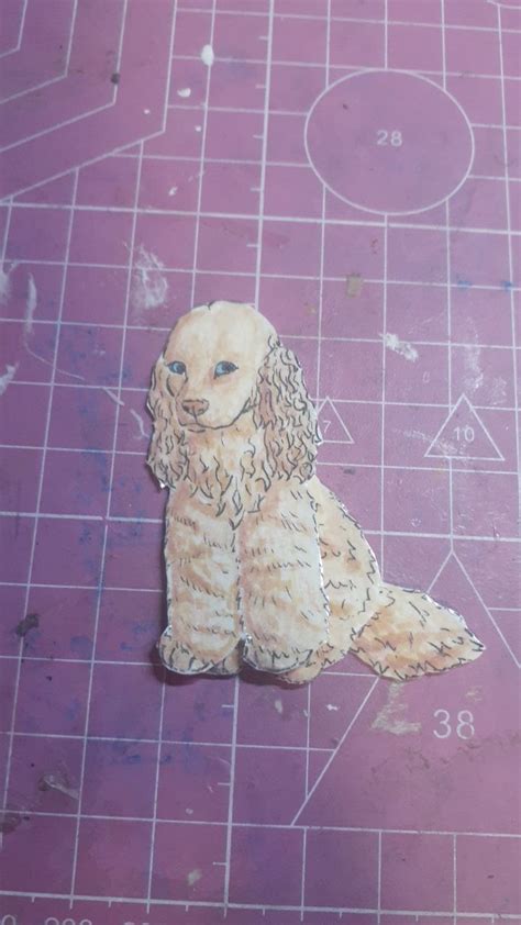 American Cocker Spaniel Colors American Cocker Spaniel Cocker