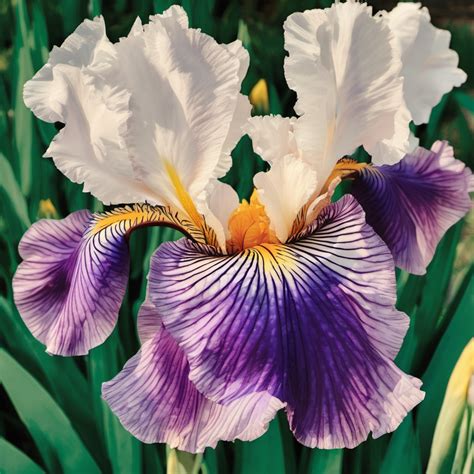 Petals Of Wisdom Analyzing The Iris Dataset Kaggle