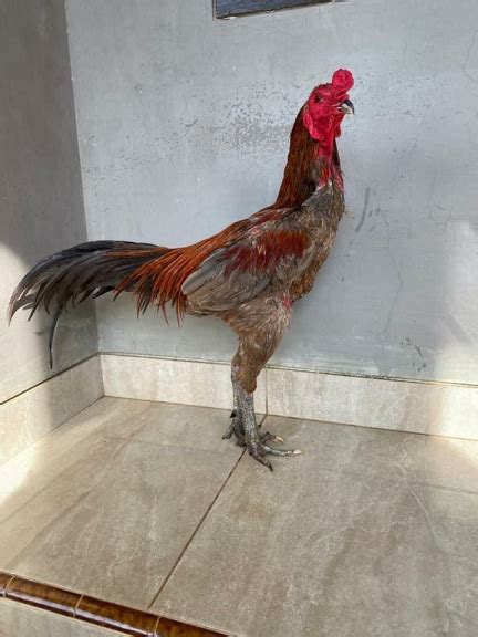 Ayam Bangkok