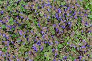 Ground Ivy An Edible Yard Weed