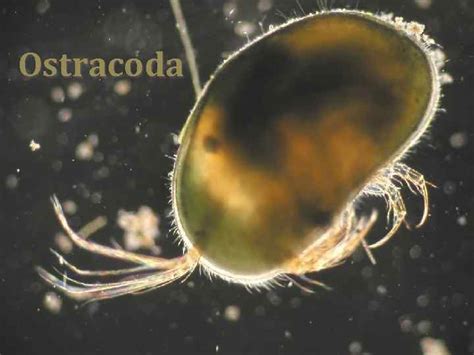 Ostracoda Ostracoda Class Of The Crustacea Size