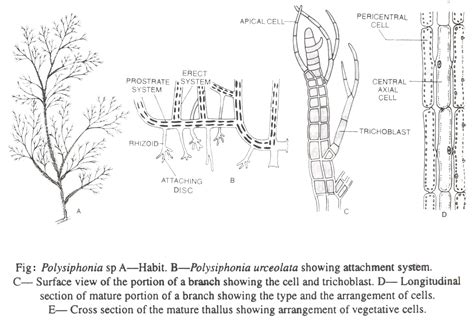 Polysiphonia Life Cycle