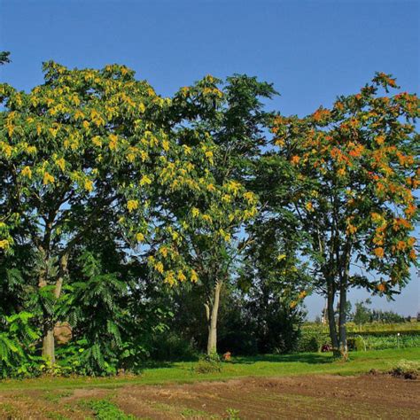 Tree Of Heaven Ailanthus Altissima Plant Care And How To Grow Water