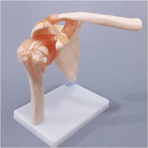 Buy Sgshqq Anatomical Human Shoulder Joint Life Size Shoulder Joint Model Medical Anatomical