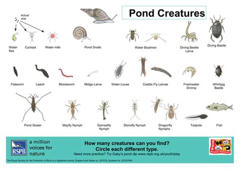 Pond Life Identification Guide Dsaeitalia
