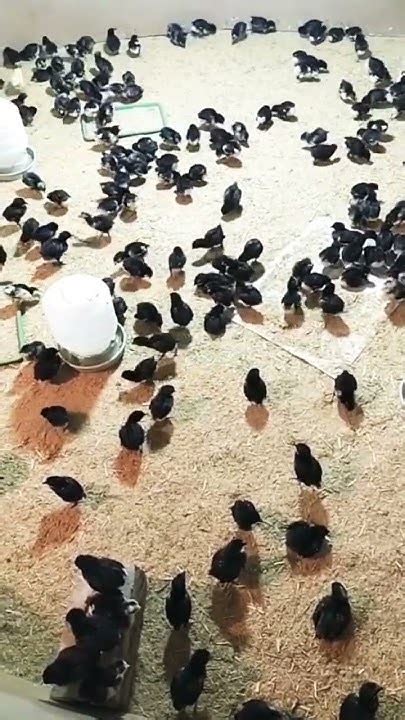 🤯🤯🥶🤯😱small Australorp Chicks Trending Reels Viral Ytshorts Shorts Youtube