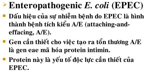 Tài Liệu Bài Thuyết Trình Về Vi Khuẩn Ecoli Ppt