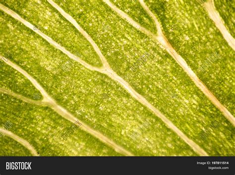 Leaf Cells Under Image And Photo Free Trial Bigstock