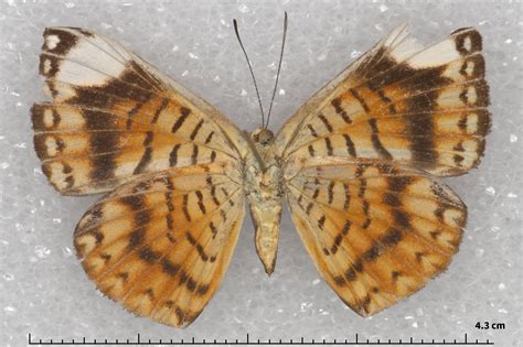 Emesis Opaca Pinned Specimens