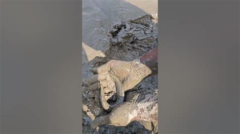 Best Baim Fish Youtube