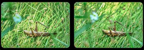 Grasshopper X Converted Rparallelview