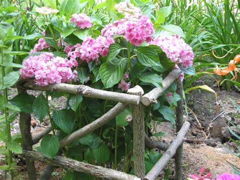 Double Delights Expression Hydrangea In The Perennials Forum
