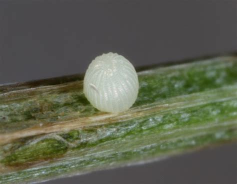 European Lepidoptera And Their Ecology Diarsia Rubi