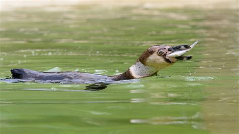 Barn Owl Characteristics Diet Facts And More Fact Sheet