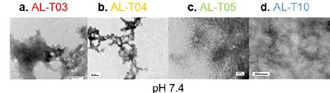 Transmission Electron Microscopy Of Representative Amyloid Fibrils A