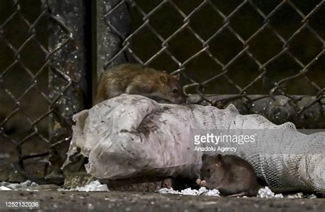 Rats Are Seen In A Street Of New York United States On April 16