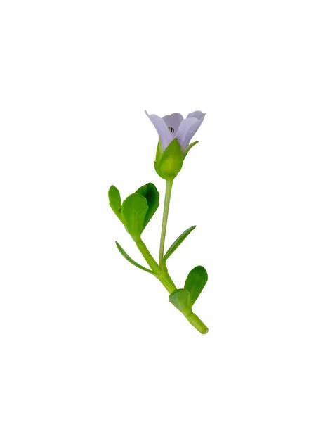 Primer Plano Brammi Hoja Y Flor Sobre Fondo Blanco Es Una Hierba Que