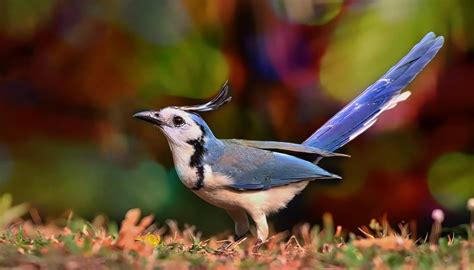 22 Types Of Birds With Blue Wings With Pictures