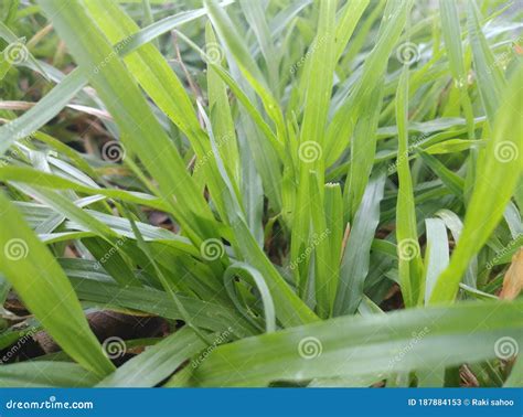 Indian Grass Stock Image Image Of Grass Herb Branch 187884153