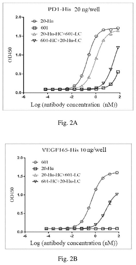 Tetravalent Bispecific Antibody Against Pd 1 Tgf Beta Preparation