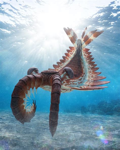 Anomalocaris Canadensis In The Cambrian Seas