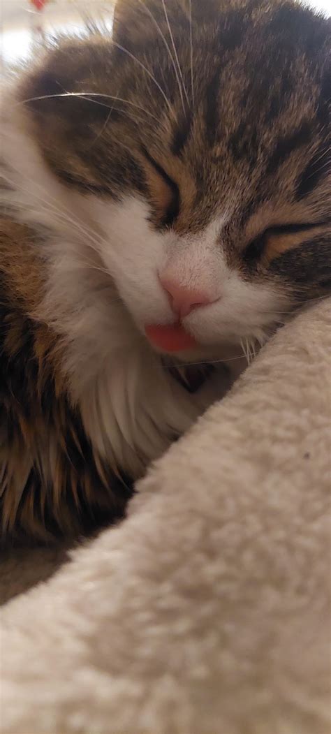 Sleepy Blep Courtesy Of Tilly Rblep
