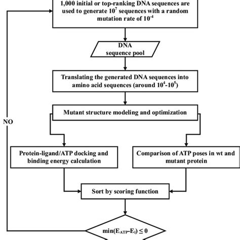 Simulation Process Of Ever Based On A Mutation Only Genetic Algorithm