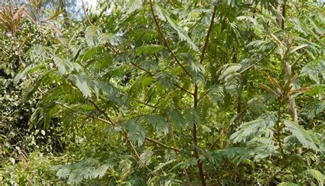 15 Common Forage Grasses And Legumes In The Philippines Insightweeds