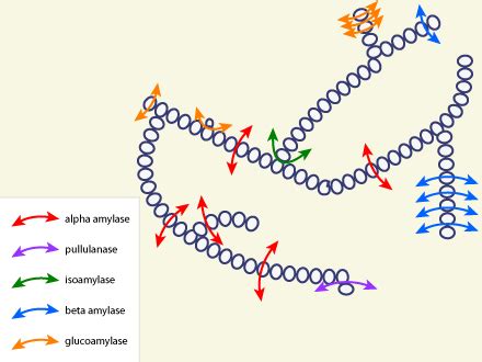 Polysaccharides Alimentaires Introduction