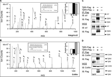 Figures And Data In Discrete Spatial Organization Of Tgfβ Receptors