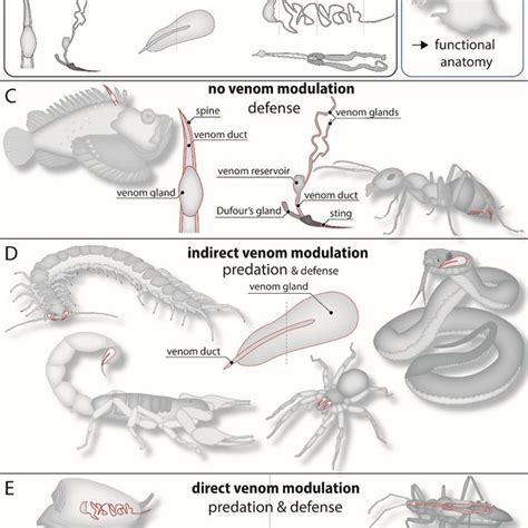 Taxonomic Diversity And The Main Primary Functions Of Venom A Pruned