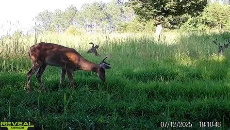 Visitors To The Food Plot Album On Imgur