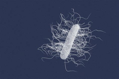 Gut Bacteria Can Make C Diff Infections Worse